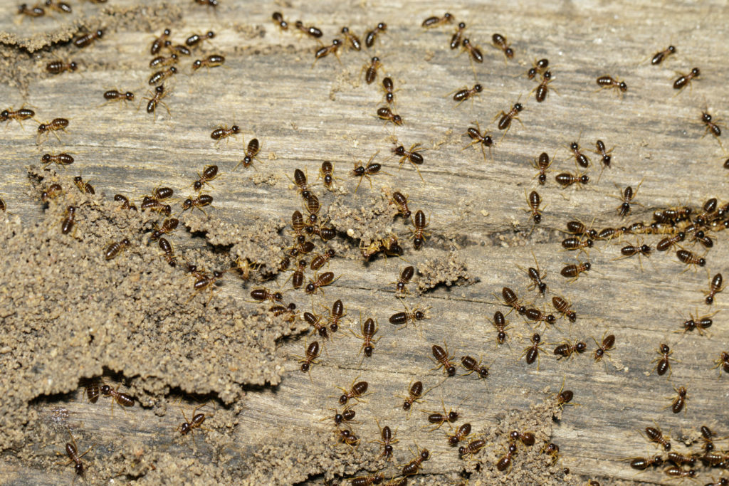 The Season of The Termite - Service First Termite and Pest Prevention